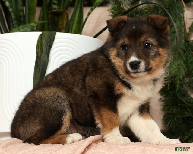 Zeke for sale in Millersburg | Lancaster Puppies