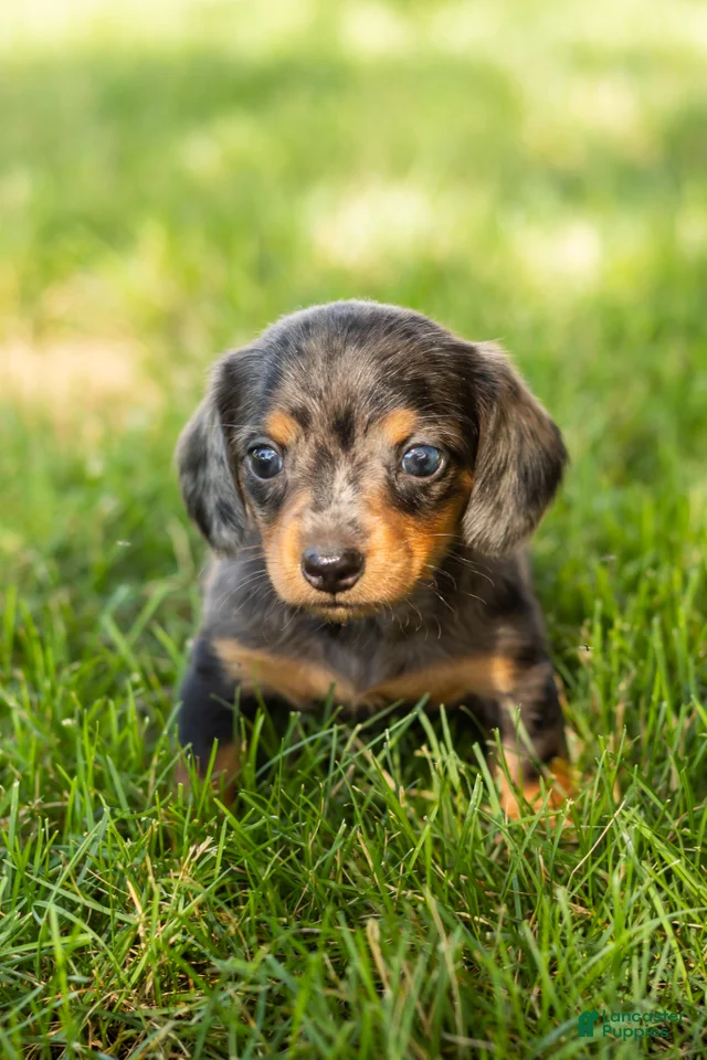Olivia Miniature Dachshund for sale in Nappanee | Lancaster Puppies