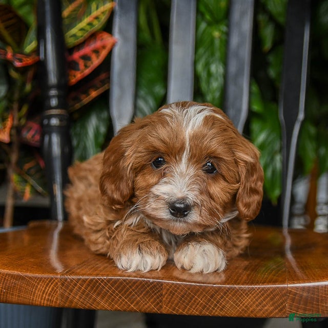 Zion for sale in Gap | Lancaster Puppies