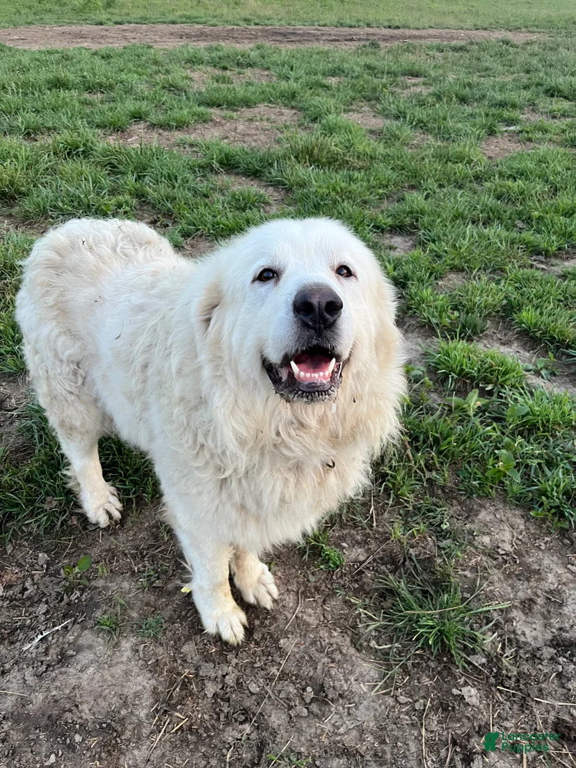 Azalea for sale in Botkins | Lancaster Puppies