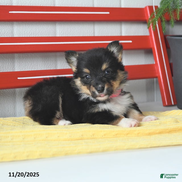 Fluffy Tootsie Roll for sale in Rebersburg | Lancaster Puppies