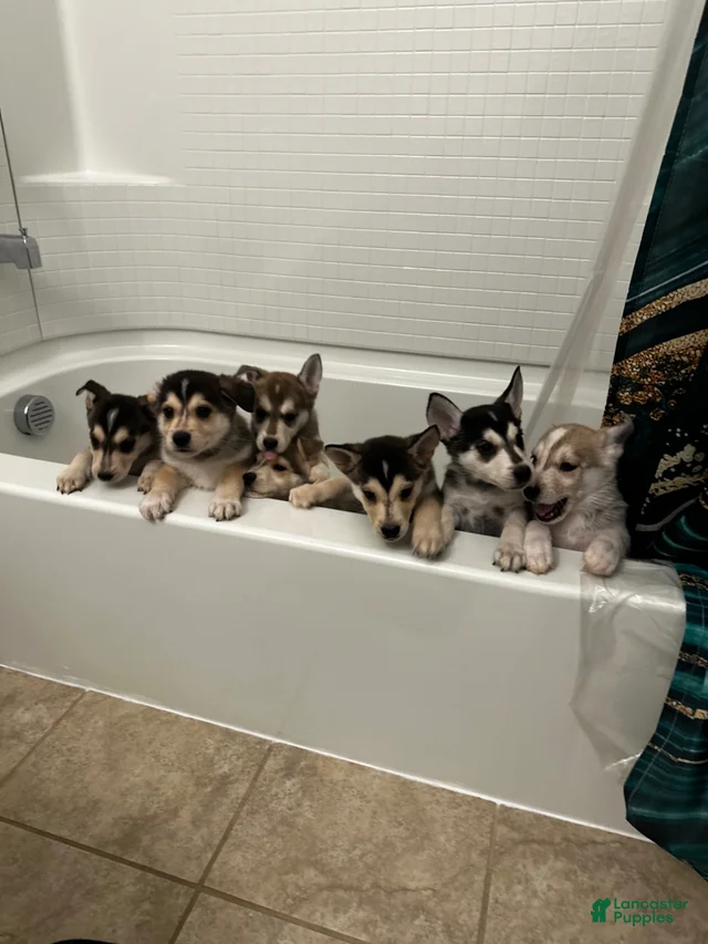 Gerberian Shepsky Puppy 4 Gerberian Shepsky for sale in Phoenix ...