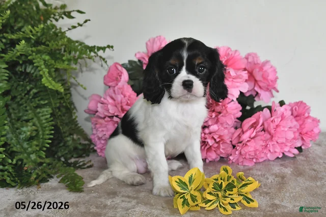 Samantha Cavalier King Charles Spaniel for sale in Plymouth | Lancaster ...