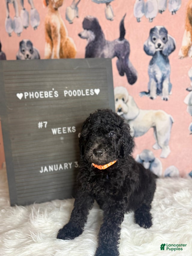 Standard Poodle Puppy 4 for sale in Westminster | Lancaster Puppies