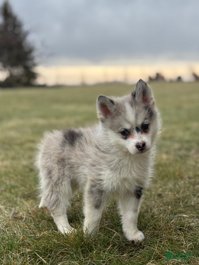 Timothy for sale in Shipshewana | Lancaster Puppies