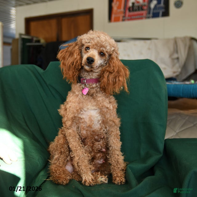 Kermit for sale in Rising Sun | Lancaster Puppies