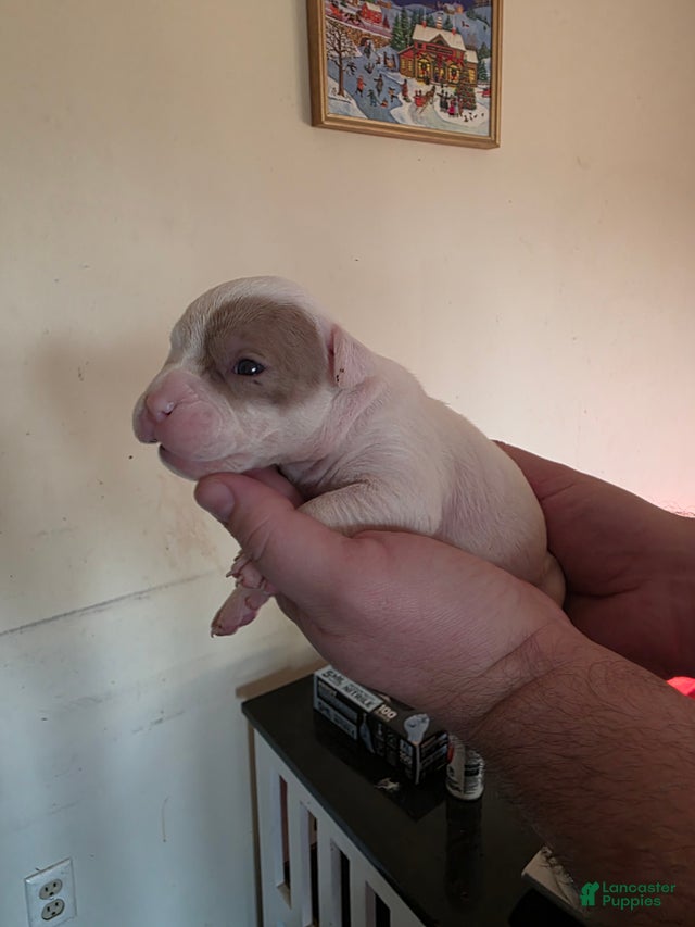 Lilac Merle for sale in Milton | Lancaster Puppies