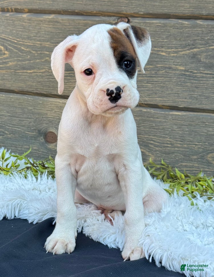 Axel - Boxer litter of 10 puppies for sale in Millersburg | Lancaster ...