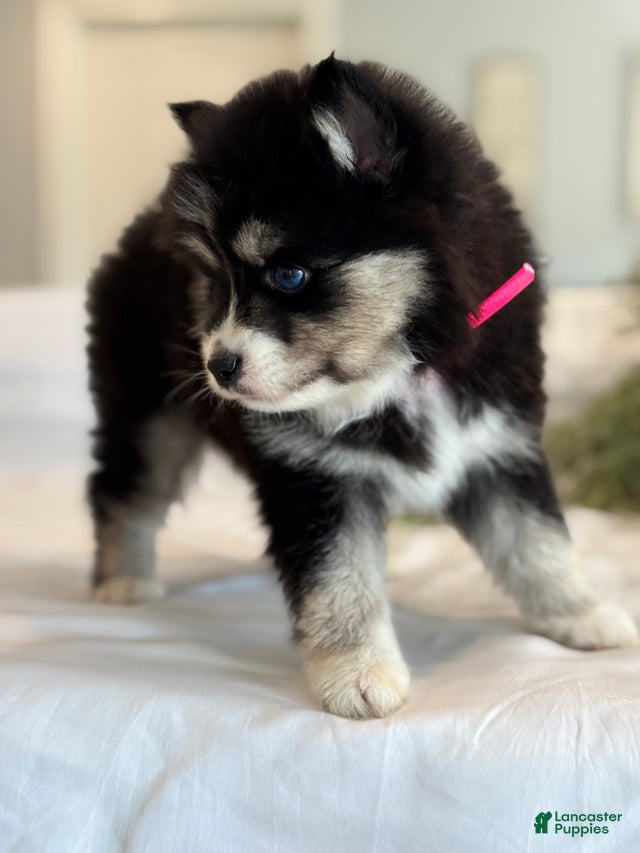 Faith. Pomsky Puppy 3 for sale in Fredericksburg | Lancaster Puppies