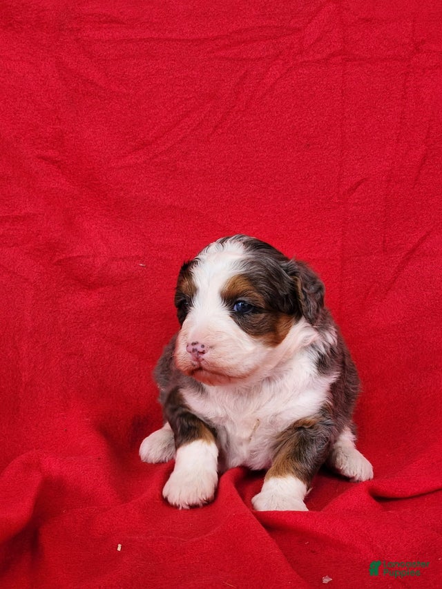 lola for sale in Hardy Township | Lancaster Puppies