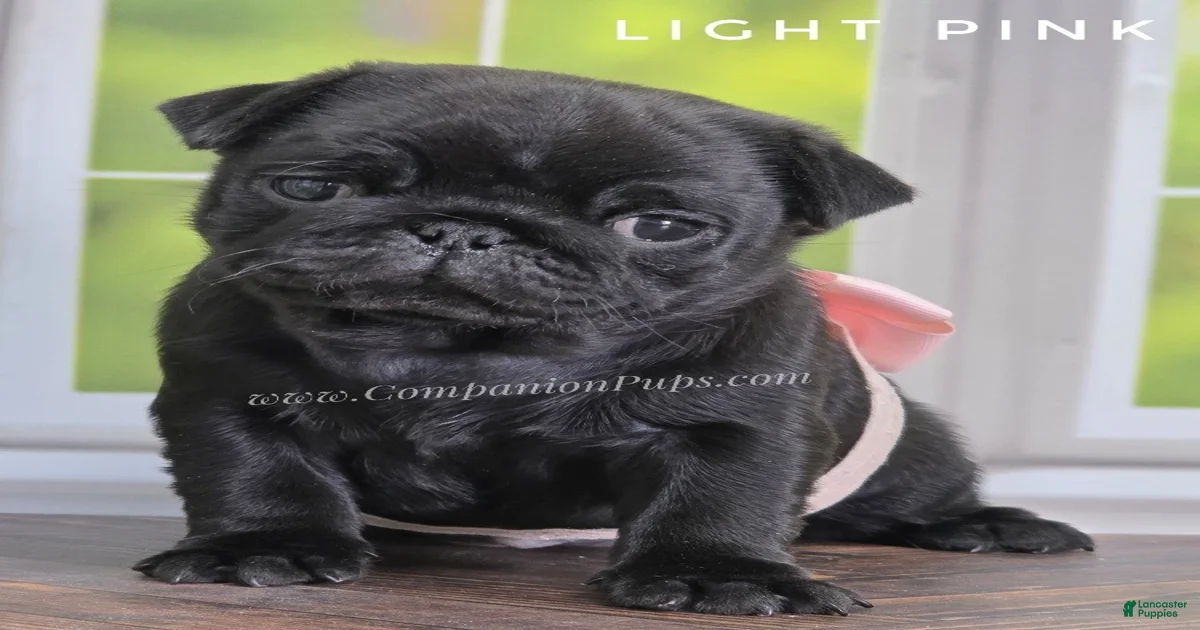 Light Pink - Black Female Pug - Champion Lines! Pug for sale in ...