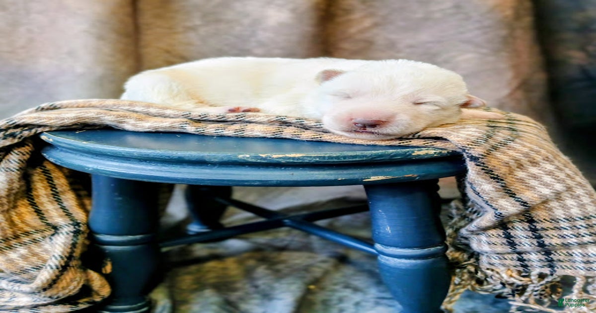 Striker for sale in Mansfield | Lancaster Puppies