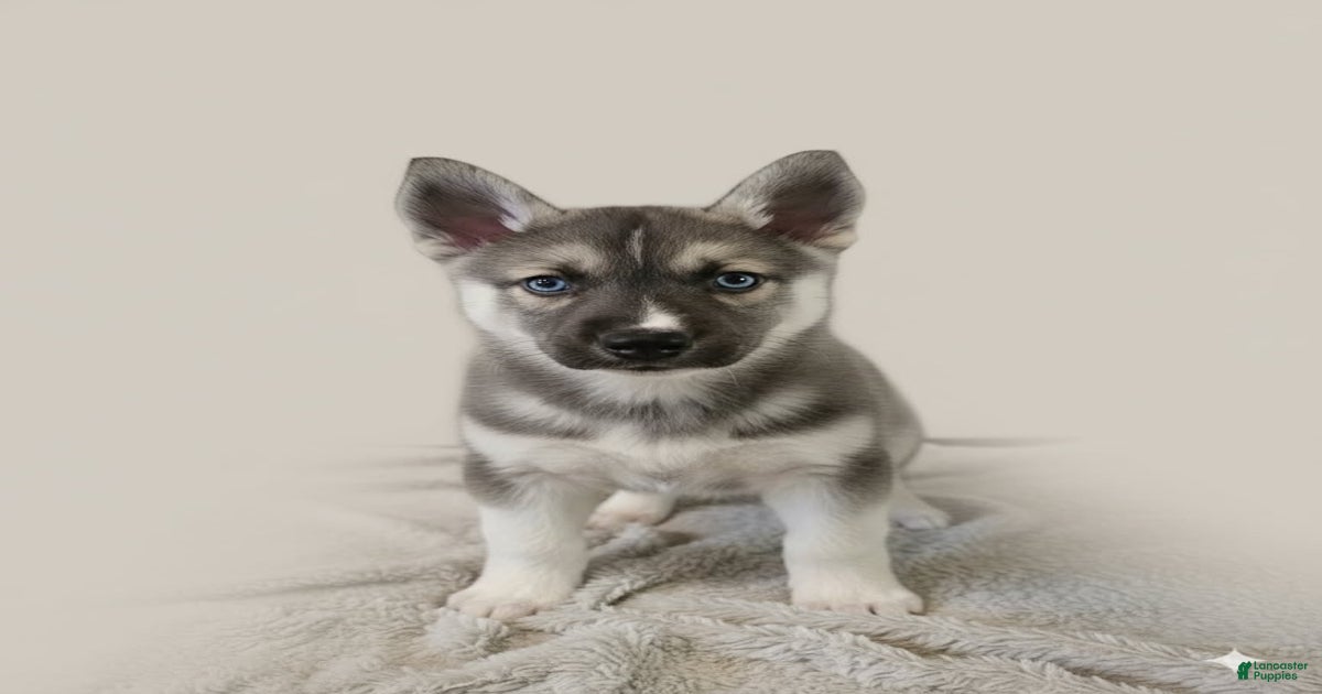 Brutus for sale in Quincy | Lancaster Puppies