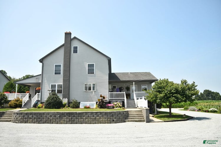 Amos Stoltzfus | Lancaster Puppies