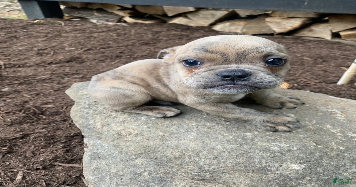 Mixed Breed Puppies for sale in Lorain, Ohio | Lancaster Puppies