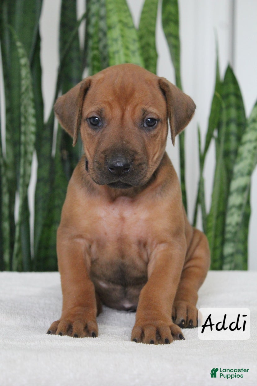 Rhodesian Ridgeback Puppy 5 for sale in Quarryville | Lancaster Puppies