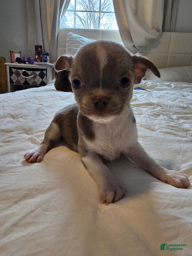 lonnie for sale in Newark Valley | Lancaster Puppies