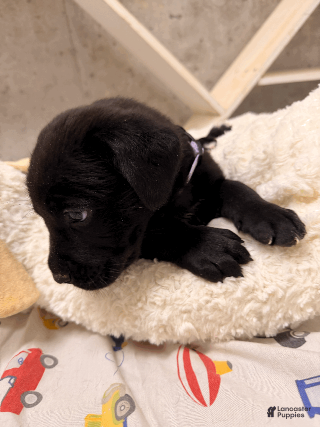 Cane Corso Puppy 2 for sale in Fairburn | Lancaster Puppies