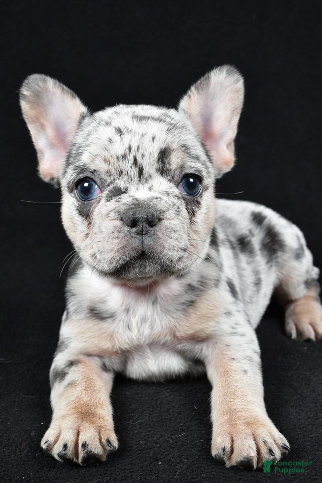 Fiona for sale in Sugarcreek | Lancaster Puppies