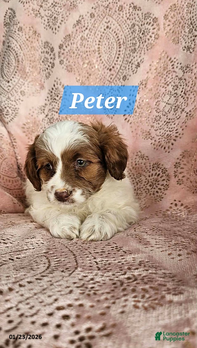 Peter for sale in Fort Plain | Lancaster Puppies