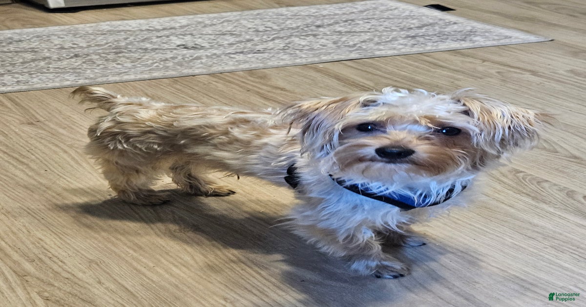 Red Sable Yorkshire Terrier for sale in Milford | Lancaster Puppies