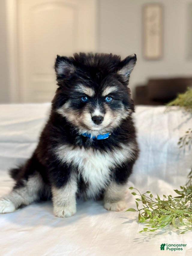 Flicker Pomsky Puppy 2 for sale in Fredericksburg | Lancaster Puppies