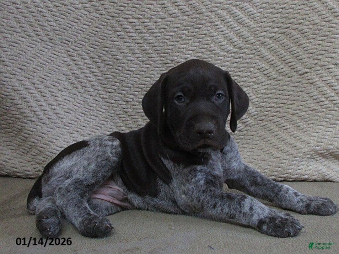 Patriot for sale in Columbia Cross Roads | Lancaster Puppies