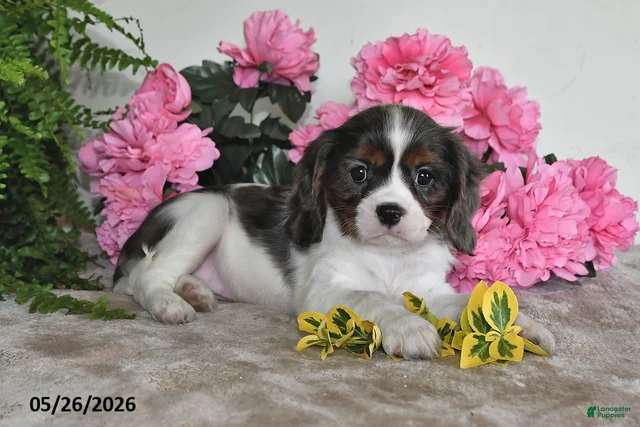 Bella Cavalier King Charles Spaniel for sale in Plymouth | Lancaster ...