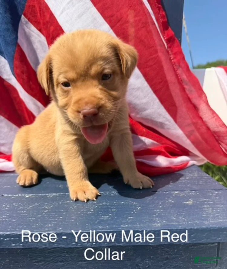 Labrador Retriever Male 2 Labrador Retriever for sale in Fennimore ...