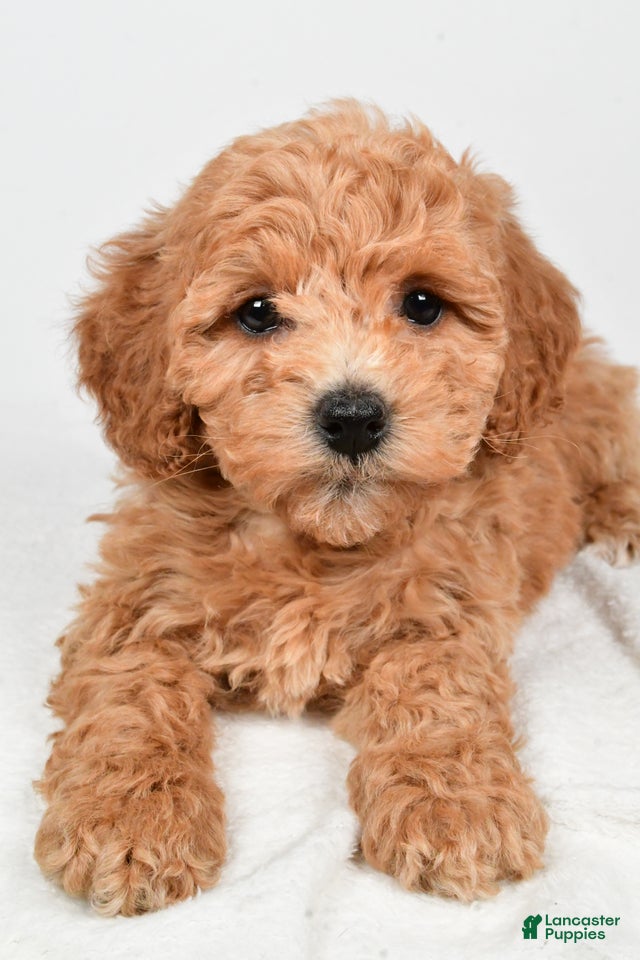 Buffy for sale in Millersburg | Lancaster Puppies