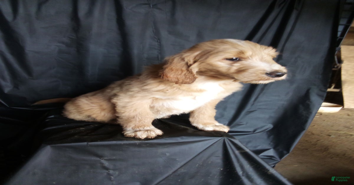 Mixed Breed Puppy 2 for sale in Bird in Hand | Lancaster Puppies