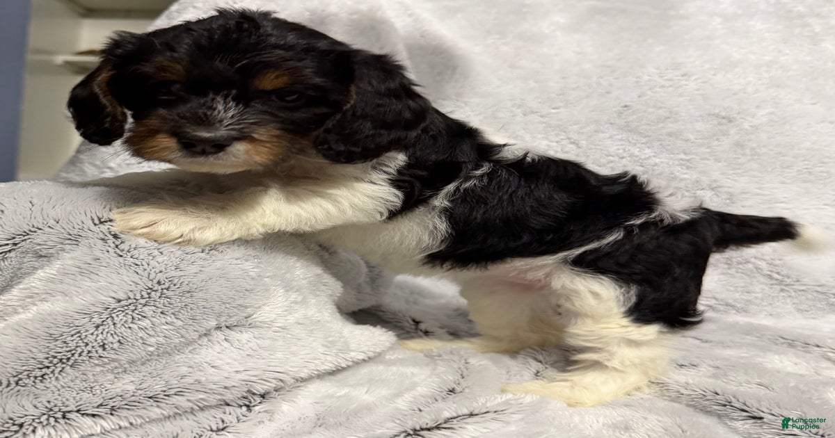 Cora for sale in Baltic | Lancaster Puppies