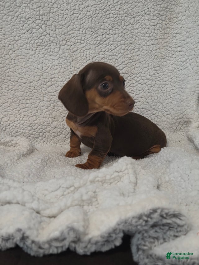 Miniature Dachshund Puppy 4 for sale in Julian | Lancaster Puppies