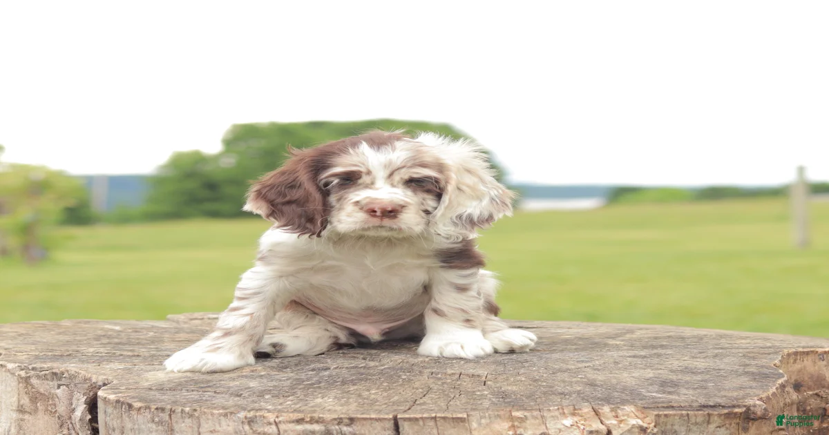 Cocker Spaniel Puppies for sale in Pennsylvania | Lancaster Puppies