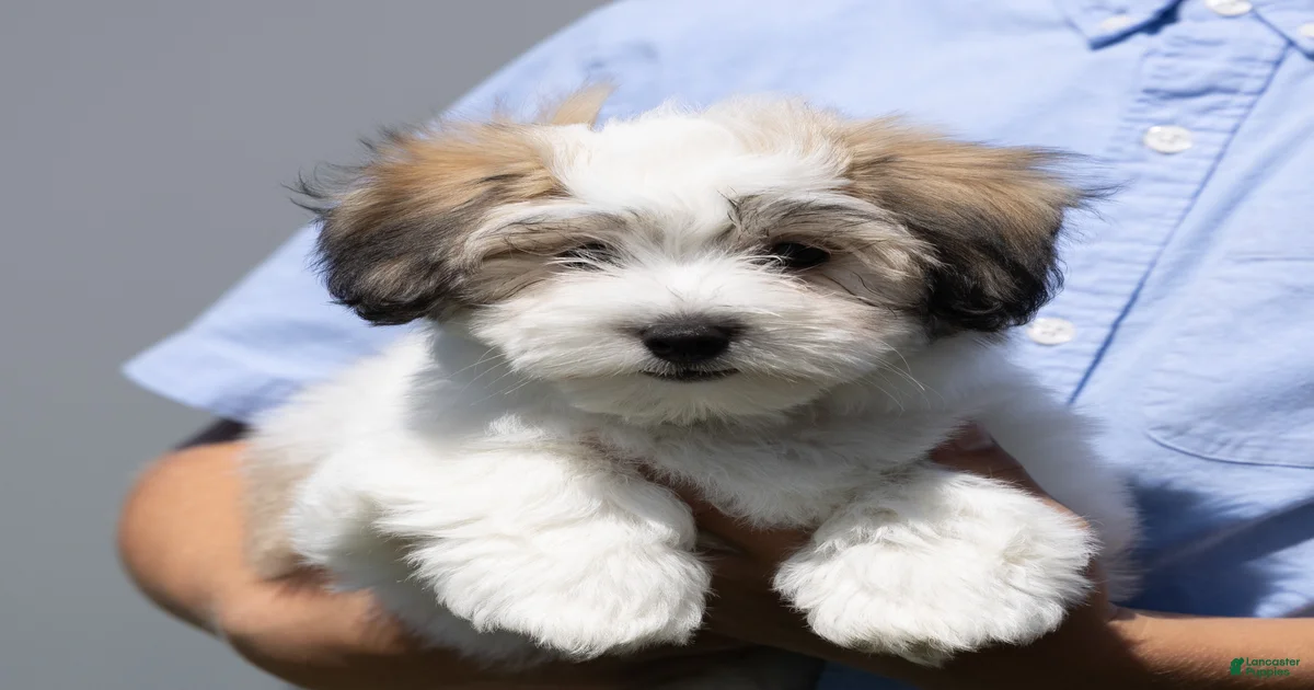 Coton De Tulear Puppies for sale in Morgantown, West Virginia ...