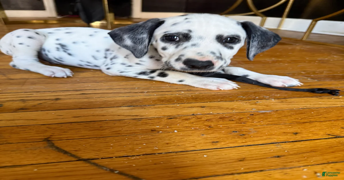 Female Dalmatian Puppies for sale | Lancaster Puppies