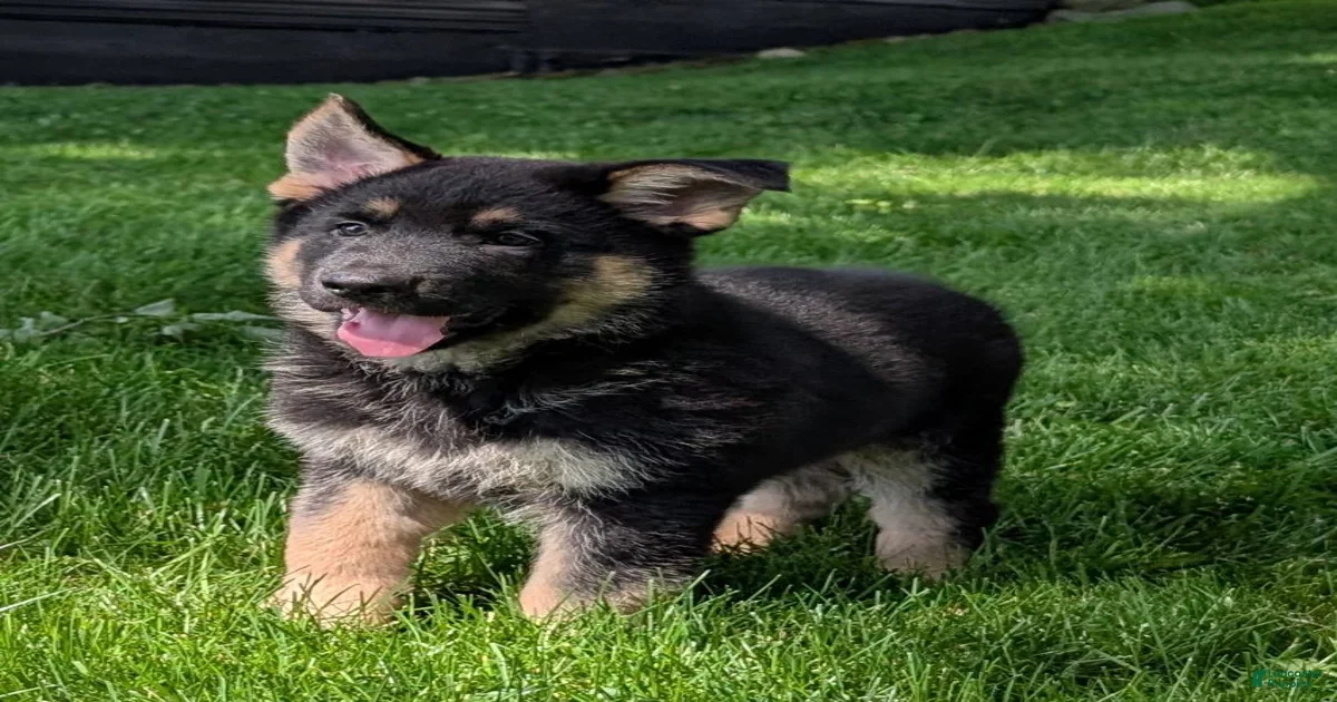 German Shepherd Puppies for sale in Ohio | Lancaster Puppies