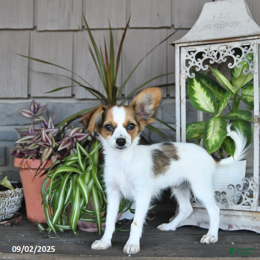 Puppies for sale in Milwaukee, Wisconsin | Lancaster Puppies