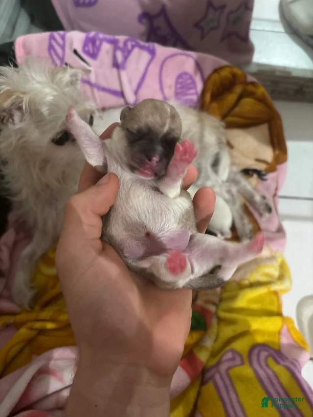 Jack Chi Puppy 3 Jack Chi for sale in Hialeah | Lancaster Puppies