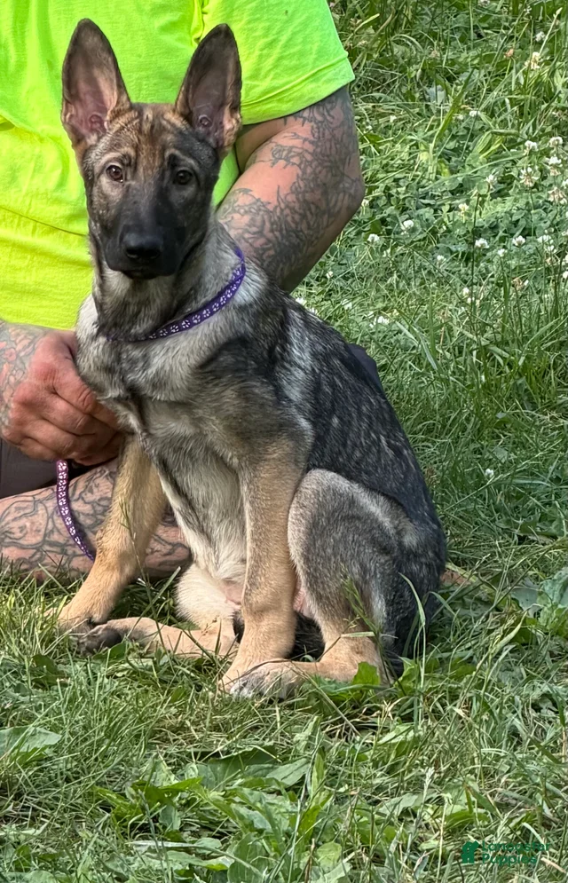 Sassy German Shepherd for sale in Harrisburg | Lancaster Puppies