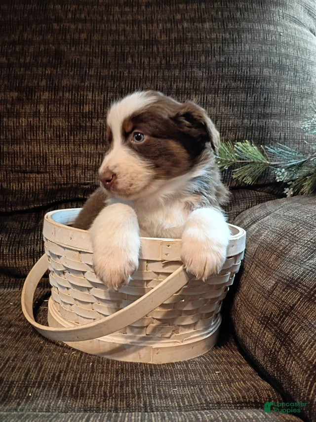 Oreo for sale in Bourbon | Lancaster Puppies