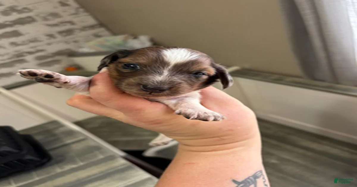 Shaded red dapple for sale in Coeburn | Lancaster Puppies