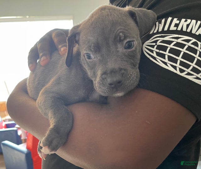 American Pit Bull Terrier Puppy 2 for sale in Concord | Lancaster Puppies