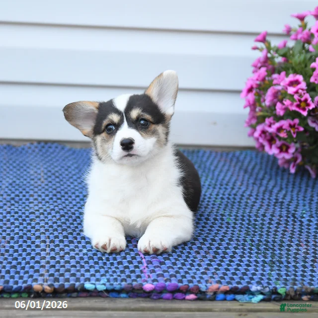 Pearl Welsh Corgi Pembroke for sale in Rebersburg | Lancaster Puppies