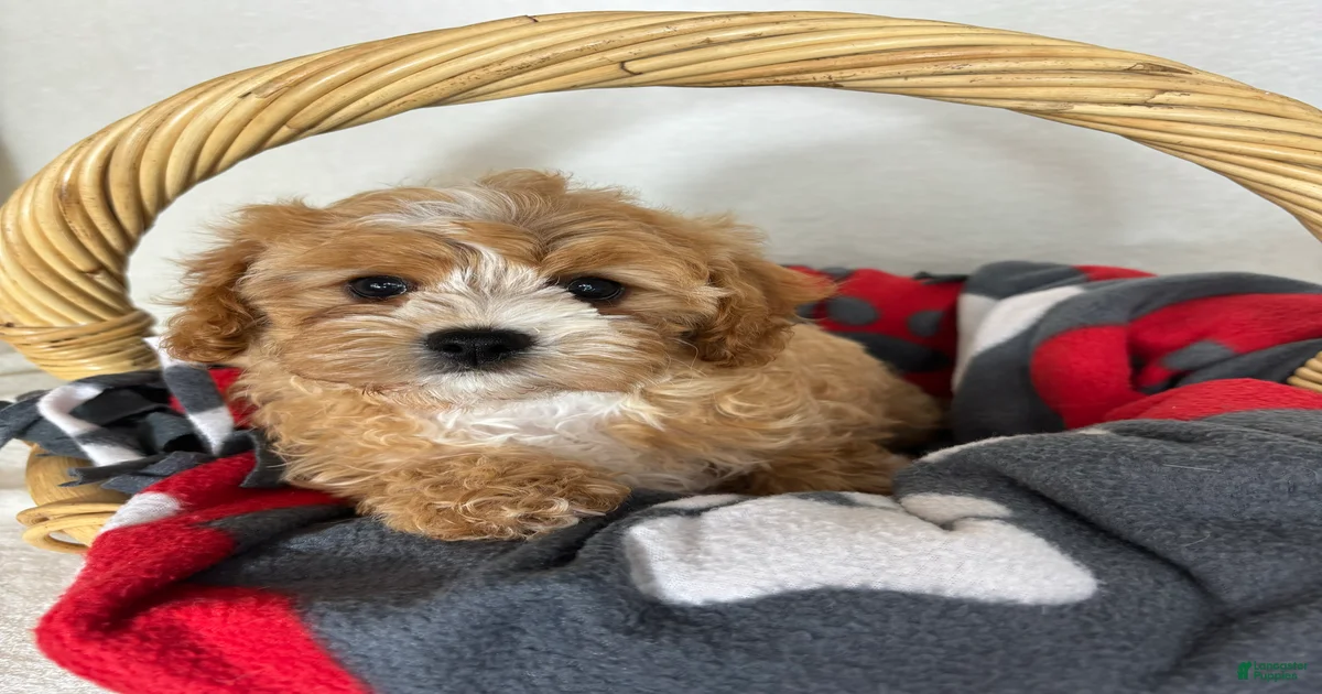 Joey Cavapoo for sale in Greenfield | Lancaster Puppies