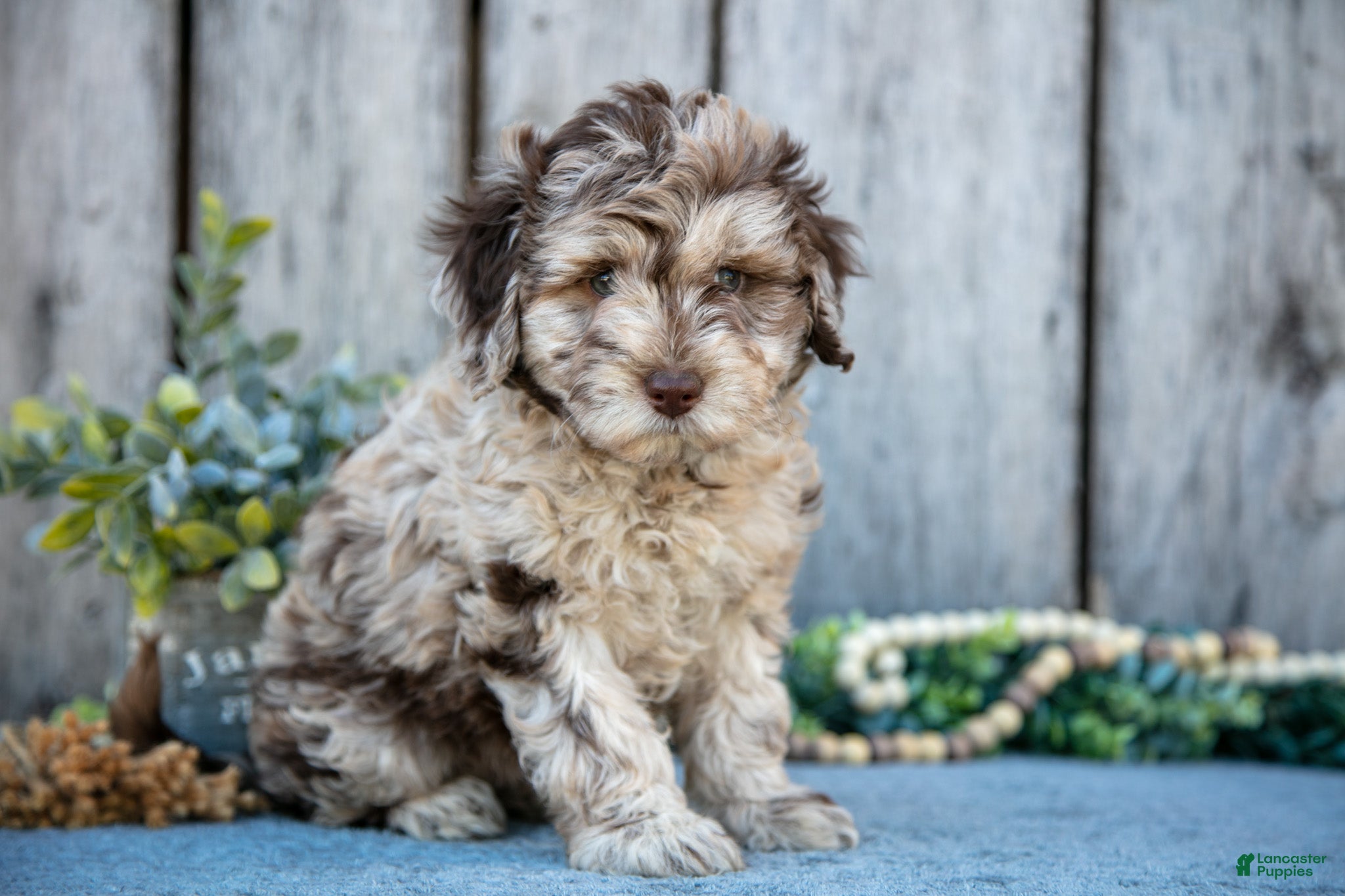 Portuguese Water Dog Puppies for sale | Lancaster Puppies