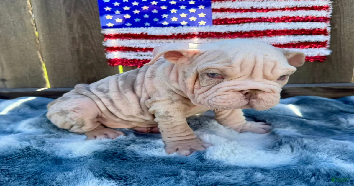 Yoshi English Bulldog for sale in Spring | Lancaster Puppies