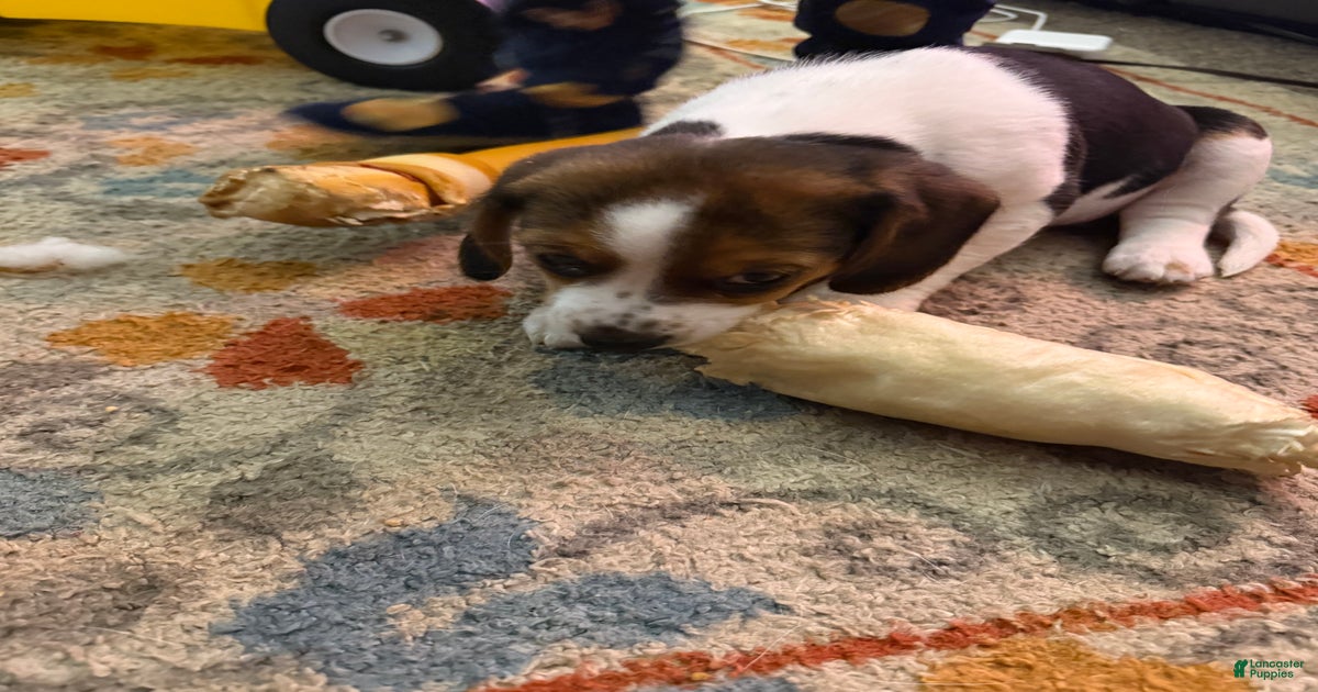 Beagle Puppy 1 for sale in Novi | Lancaster Puppies