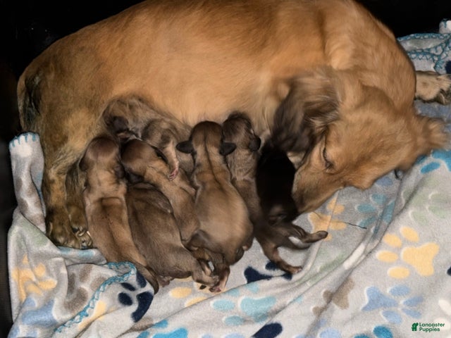 Cream girl for sale in East Meredith | Lancaster Puppies