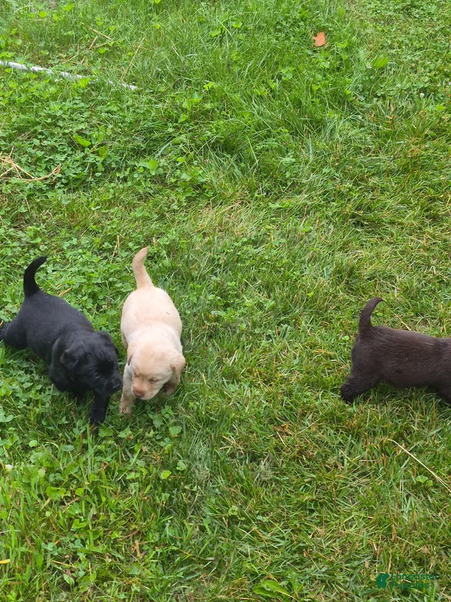 Puppy 3 Labrador Retriever for sale in Waldo | Lancaster Puppies
